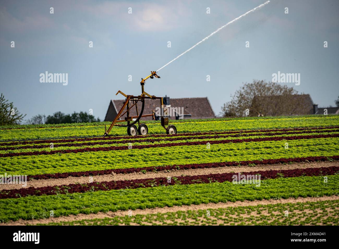 A field is artificially irrigated, water is sprayed onto the field via ...