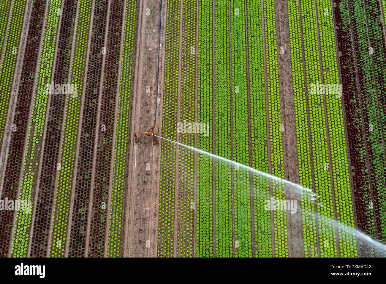 A field is artificially irrigated, water is sprayed onto the field via ...