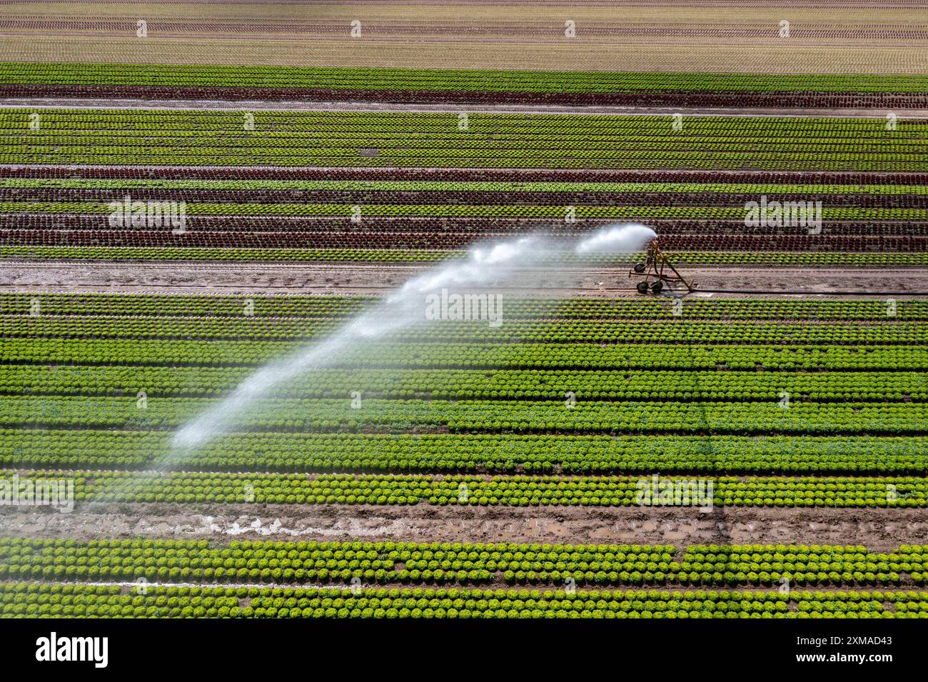A field is artificially irrigated, water is sprayed onto the field via ...