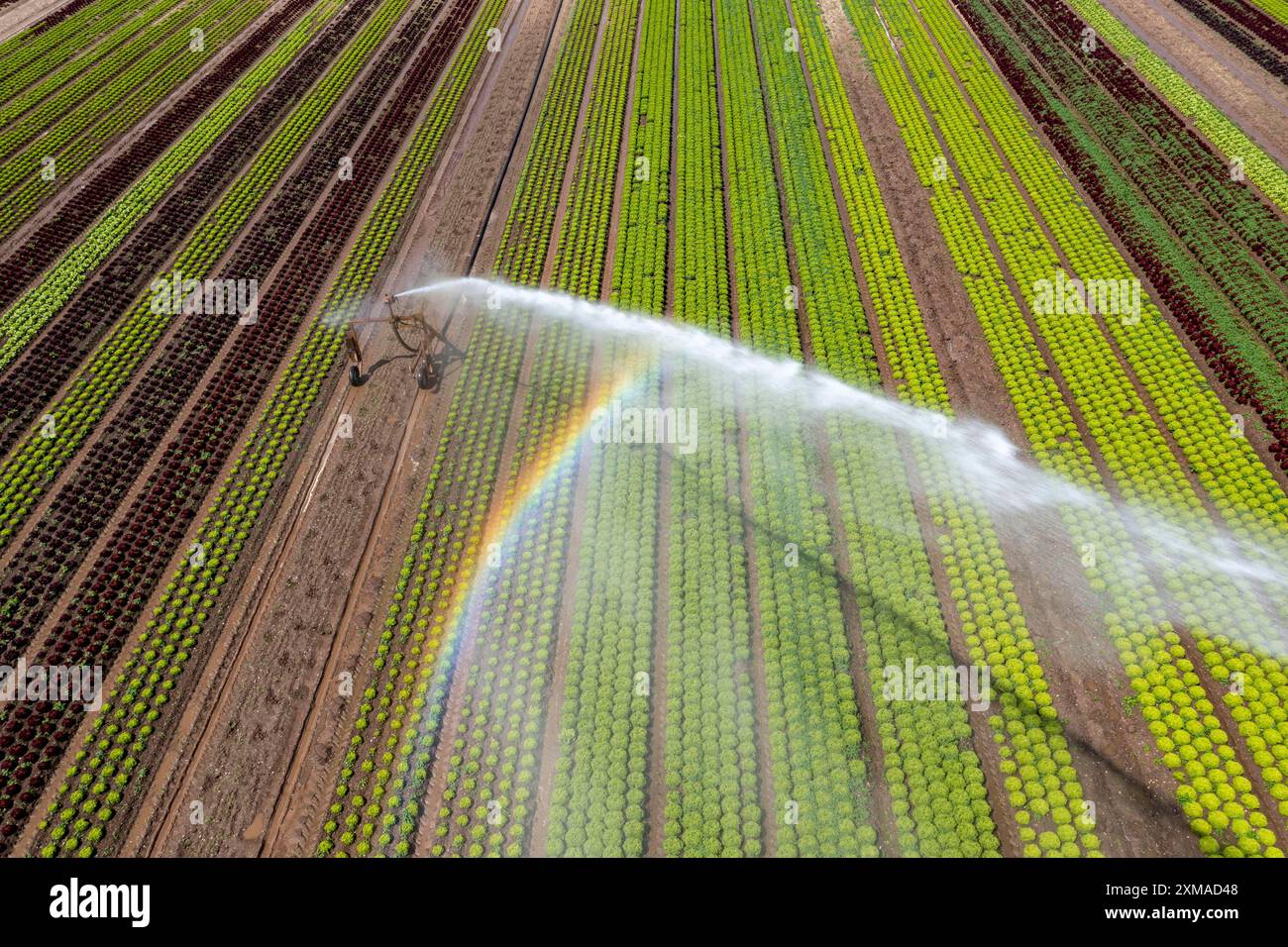 A field is artificially irrigated, water is sprayed onto the field via ...