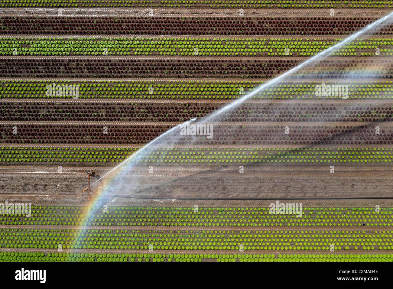 A field is artificially irrigated, water is sprayed onto the field via ...