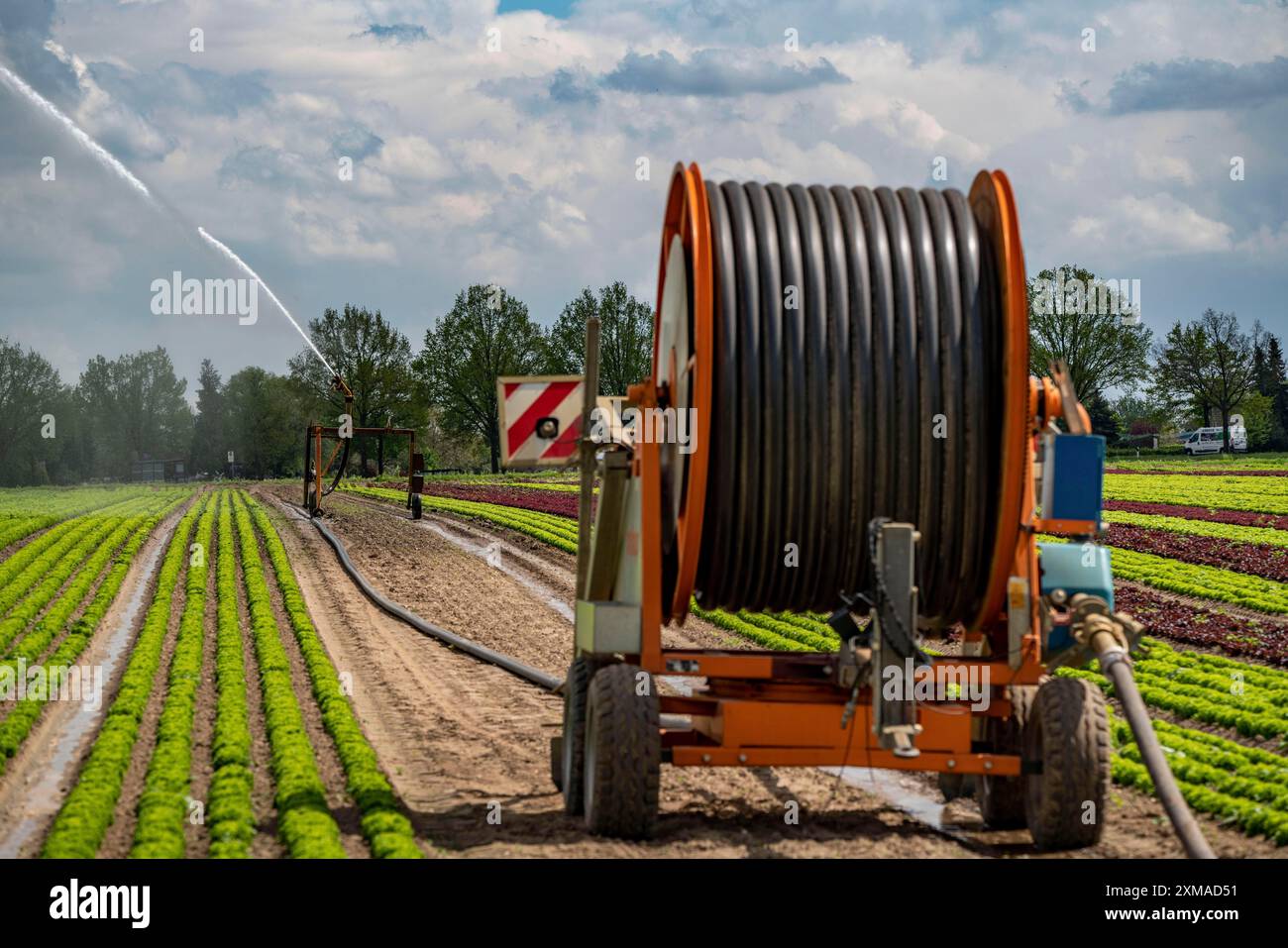 A field is artificially irrigated, water is sprayed onto the field via ...
