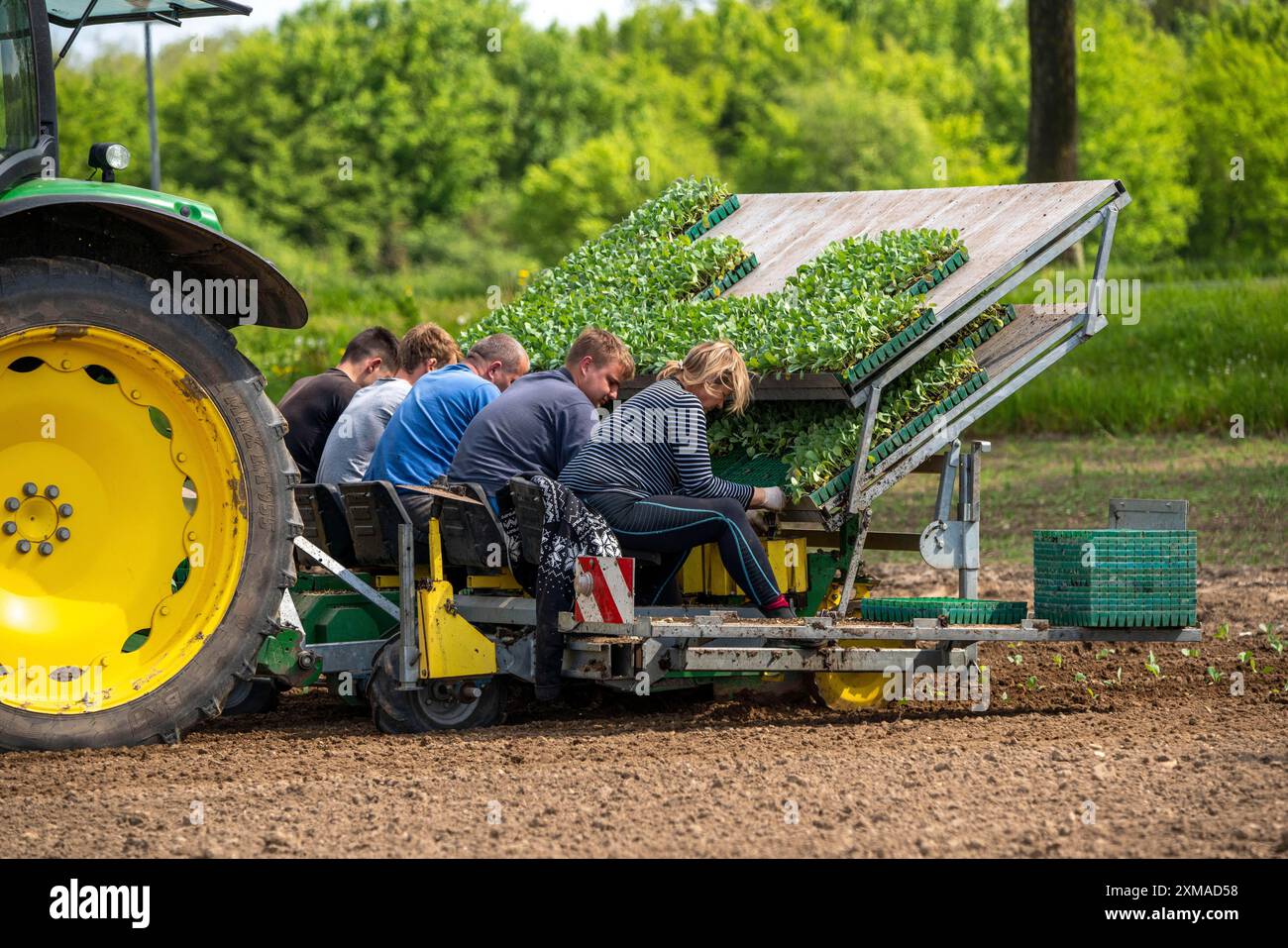 Cabbage, Kappes, is planted in a field, labourers put the young plants ...