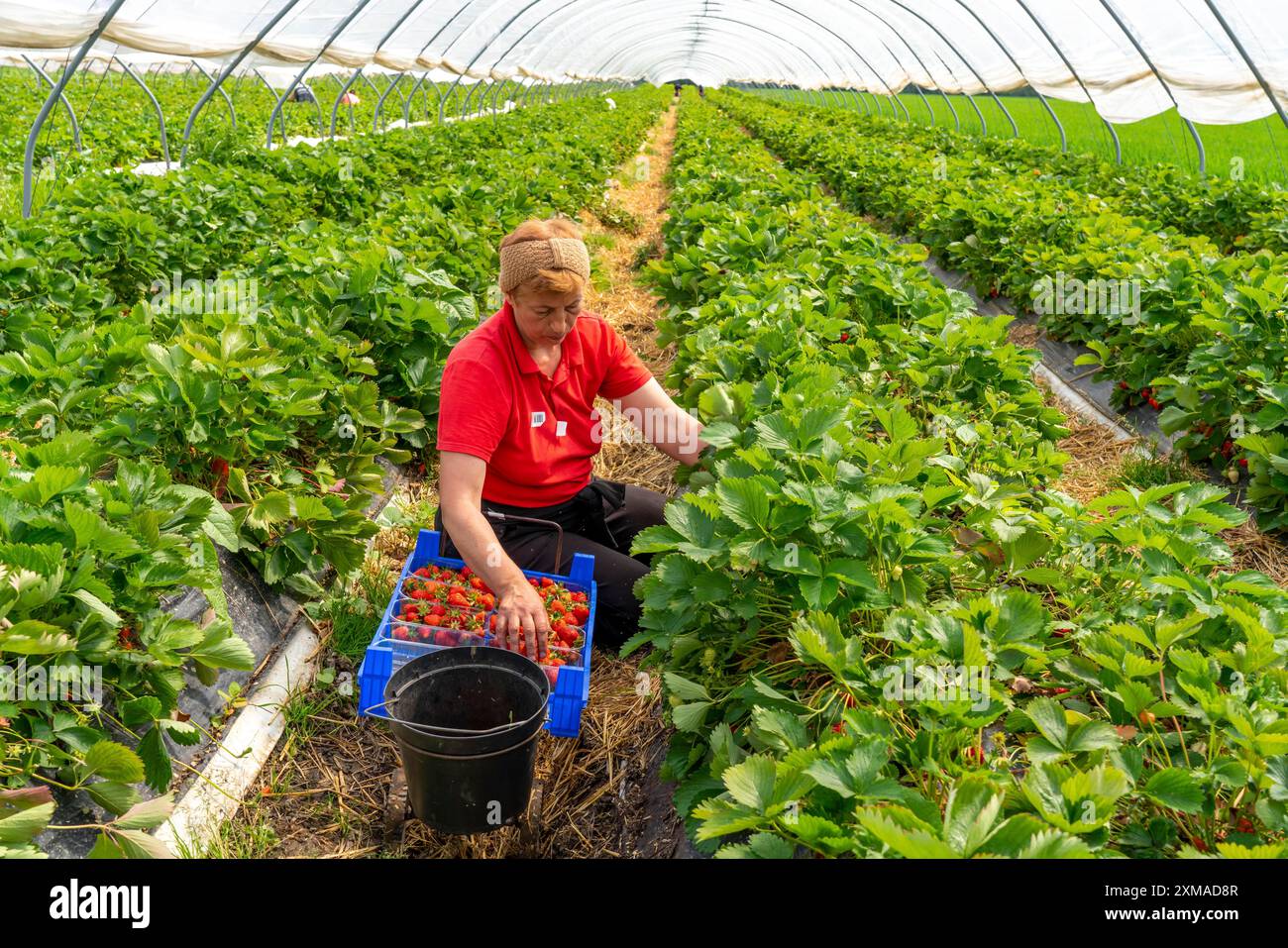 Harvesting strawberries, harvest helper, strawberry cultivation in the ...