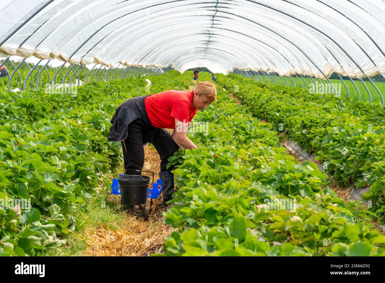 Harvesting strawberries, harvest helper, strawberry cultivation in the ...
