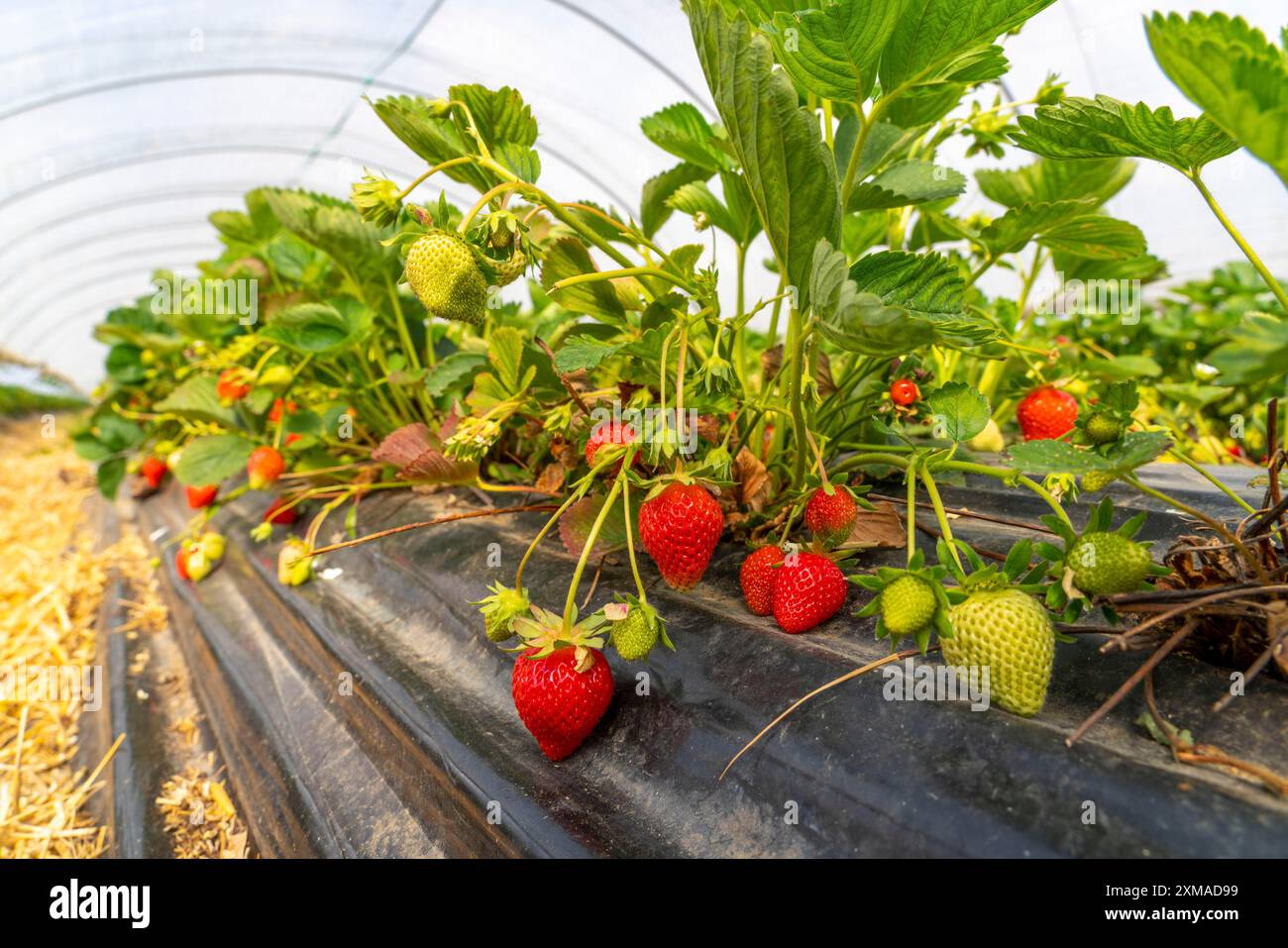 Harvest of strawberries, strawberry cultivation in the open, under a ...