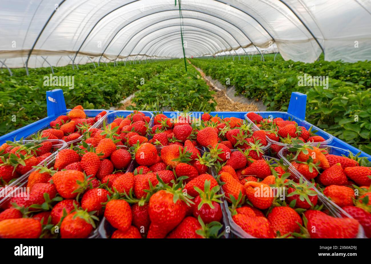 Harvest of strawberries, strawberry cultivation in the open, under a ...