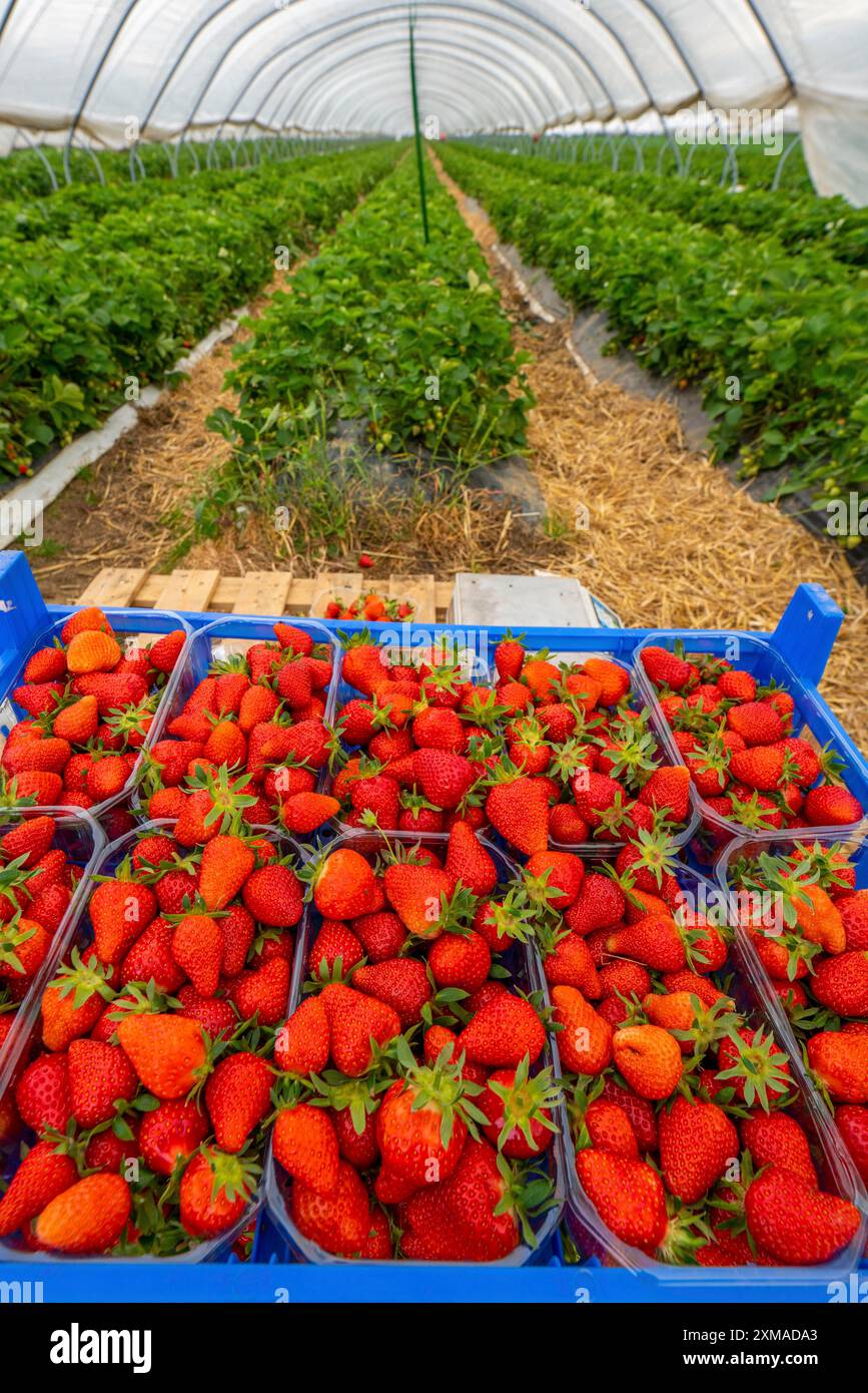 Harvest of strawberries, strawberry cultivation in the open, under a ...