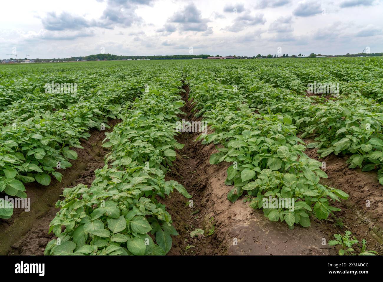 Potato field, potato ridges, early potatoes, 6 weeks after planting ...
