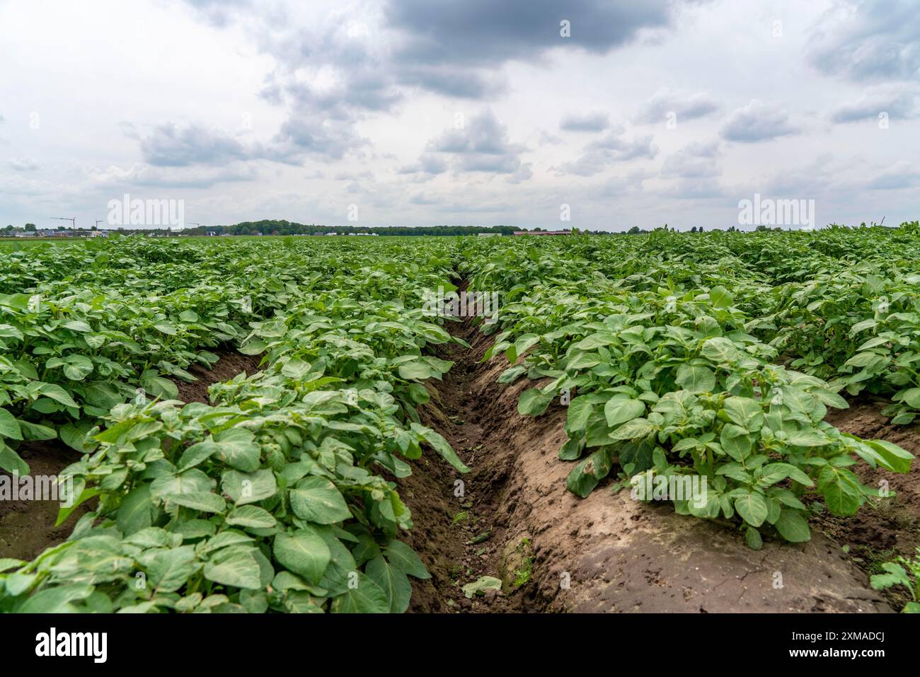 Potato field, potato ridges, early potatoes, 6 weeks after planting ...