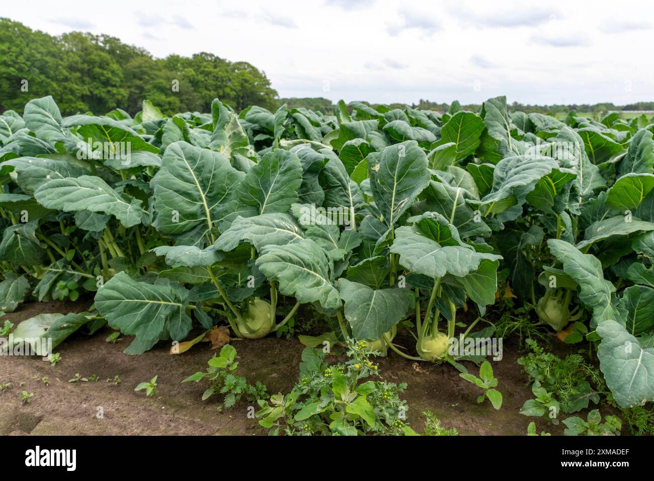Kohlrabi plant hi-res stock photography and images - Alamy