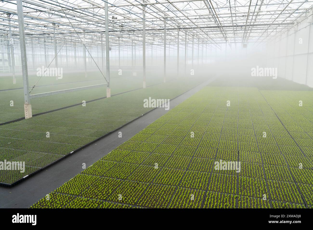 Garden nursery, cuttings, heather, broom heather plants, Calluna ...