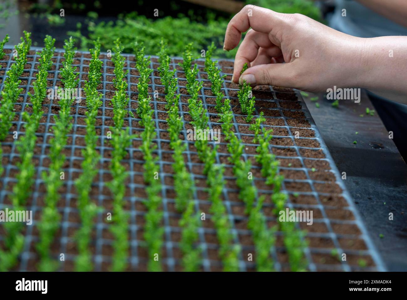 Garden nursery, cuttings, heather, broom heather, Calluna vulgaris are ...