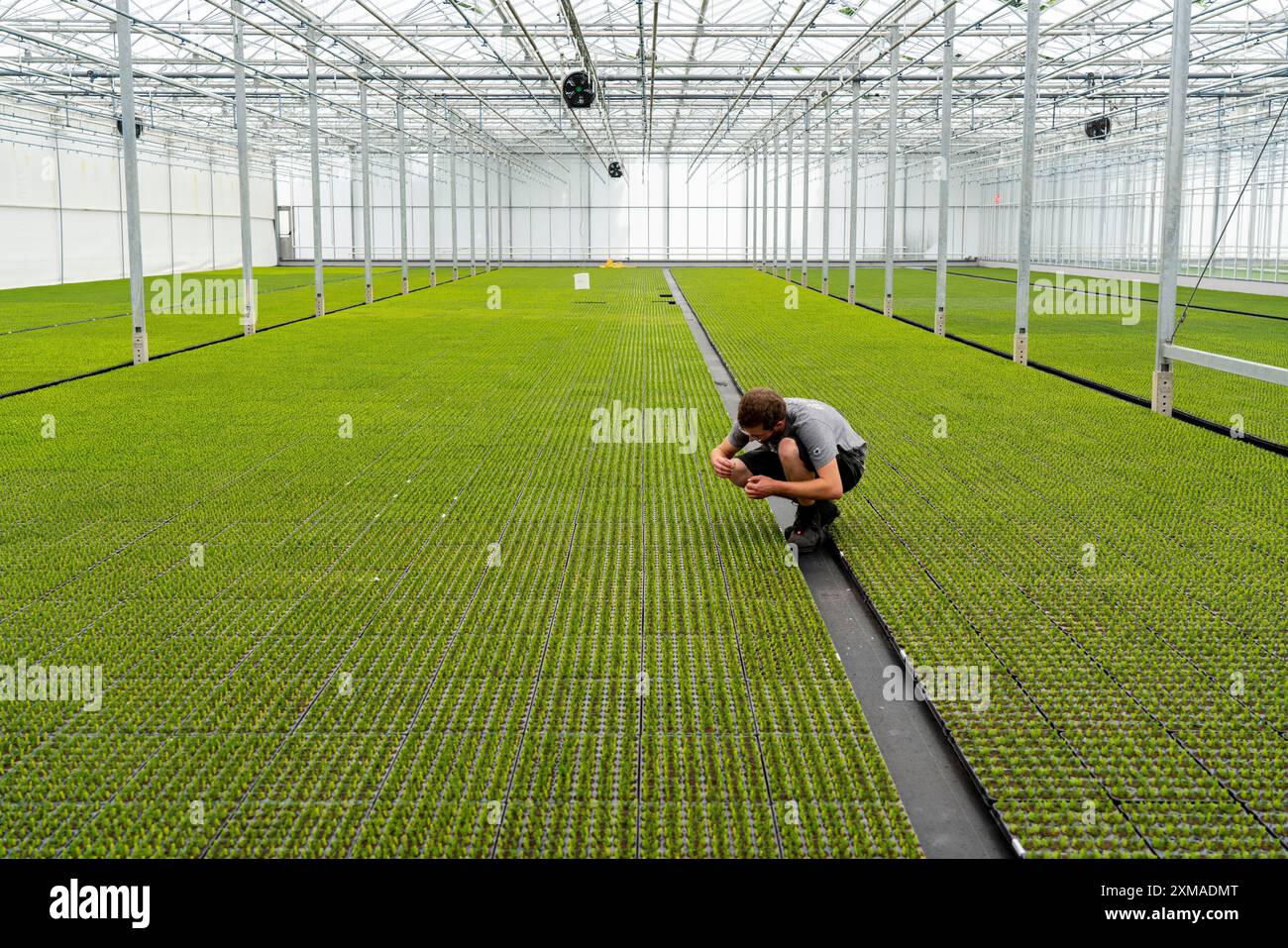 Garden nursery, cuttings, heather, broom heather plants, Calluna ...