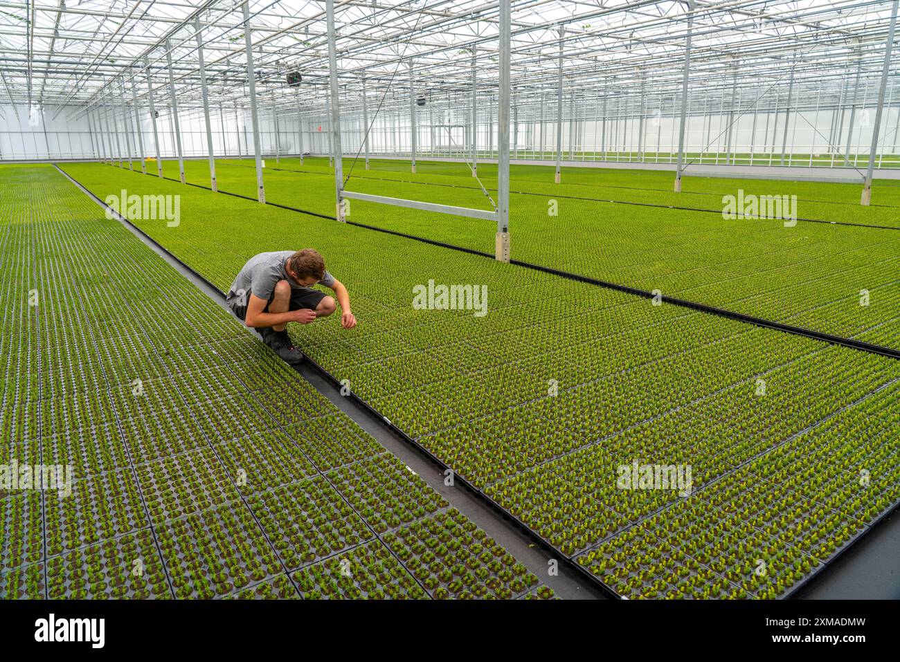 Garden nursery, cuttings, heather, broom heather plants, Calluna ...