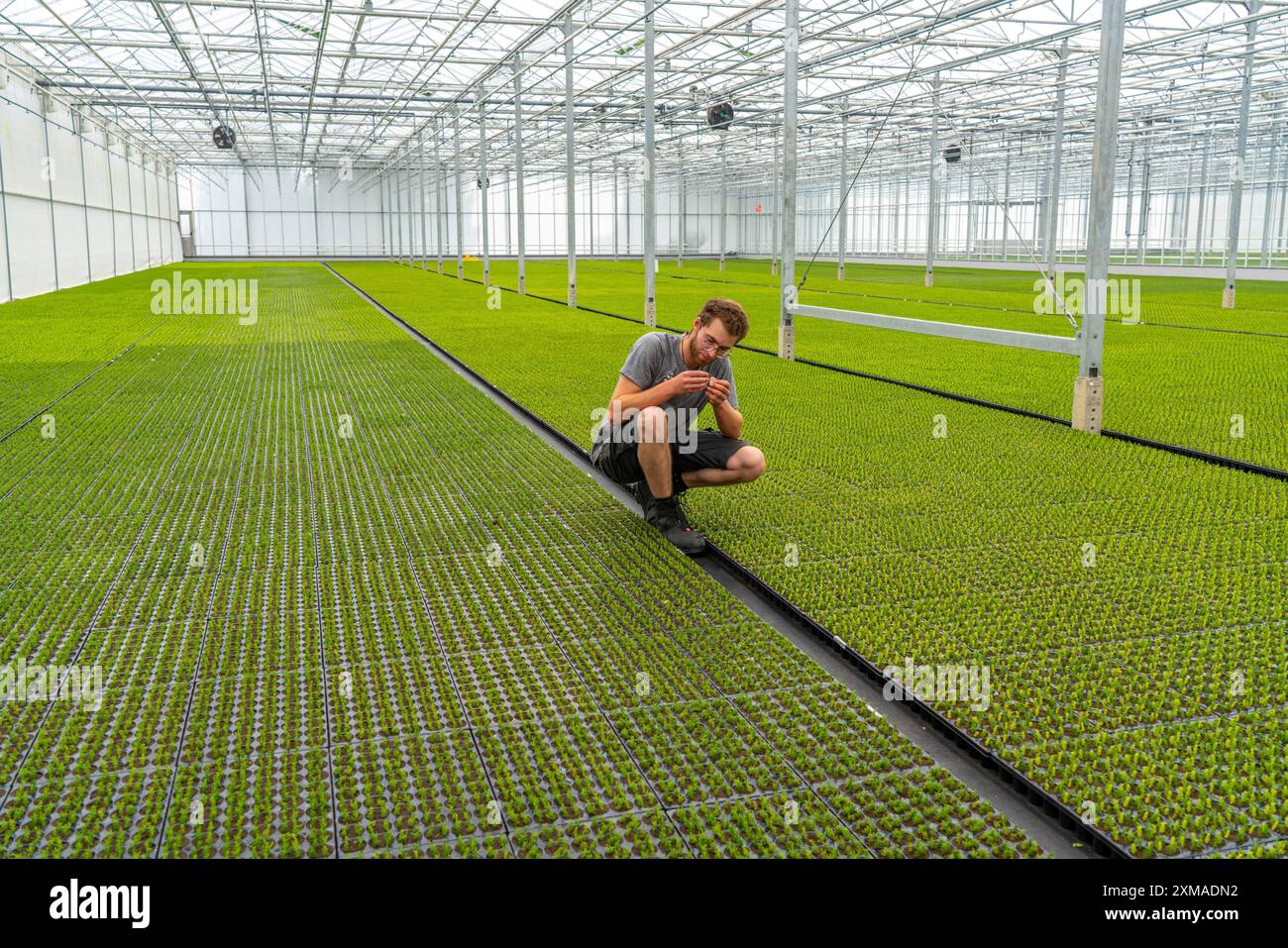 Garden nursery, cuttings, heather, broom heather plants, Calluna ...