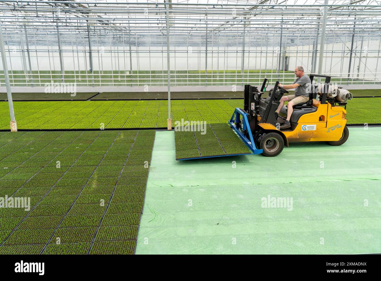 Horticultural business, cuttings, heather, heather plants, Calluna ...