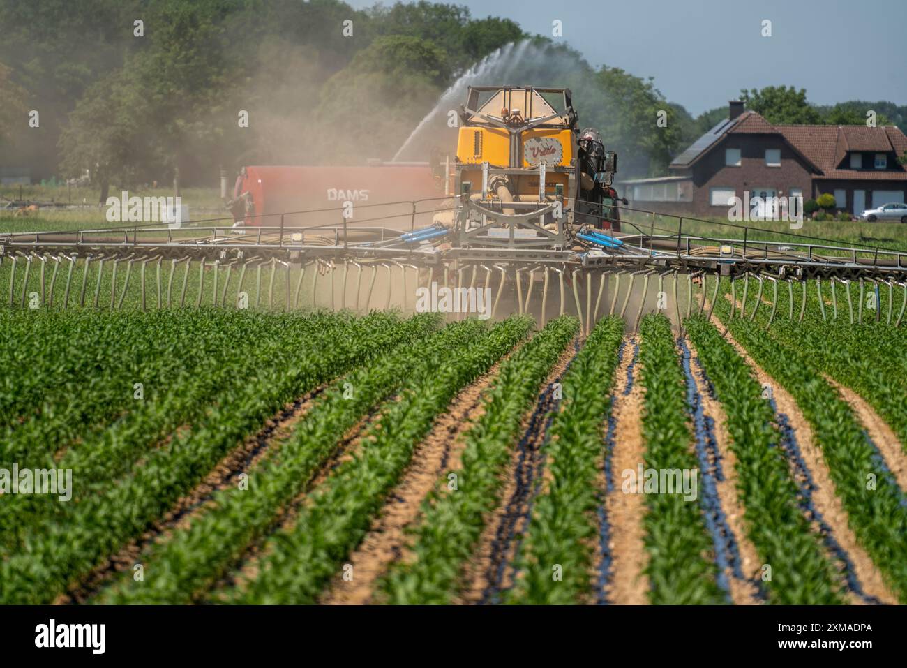 A maize field, with young plants, is fertilised with liquid manure ...