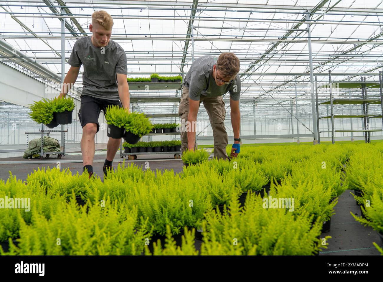 Horticultural nursery, mother plants from which cuttings of heather ...