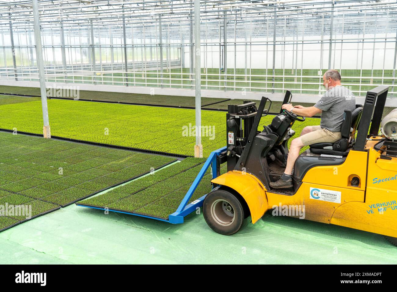 Horticultural business, cuttings, heather, heather plants, Calluna ...