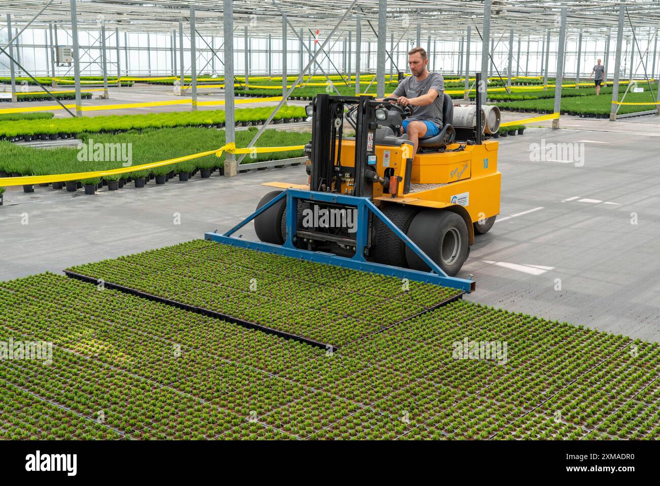 Horticultural business, cuttings, heather, heather plants, Calluna ...