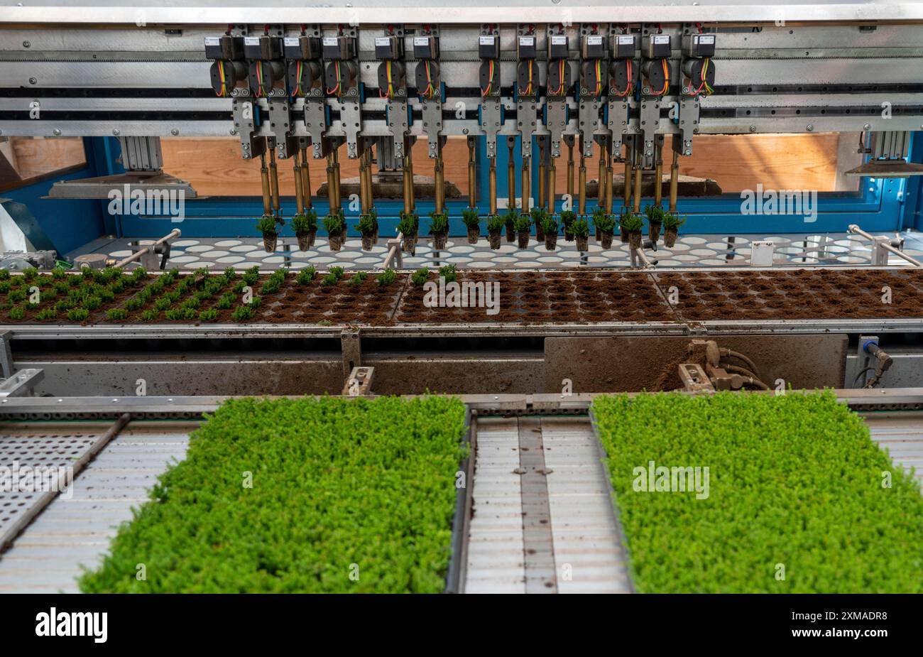 Horticultural business, cuttings, heather, heather plants, Calluna ...