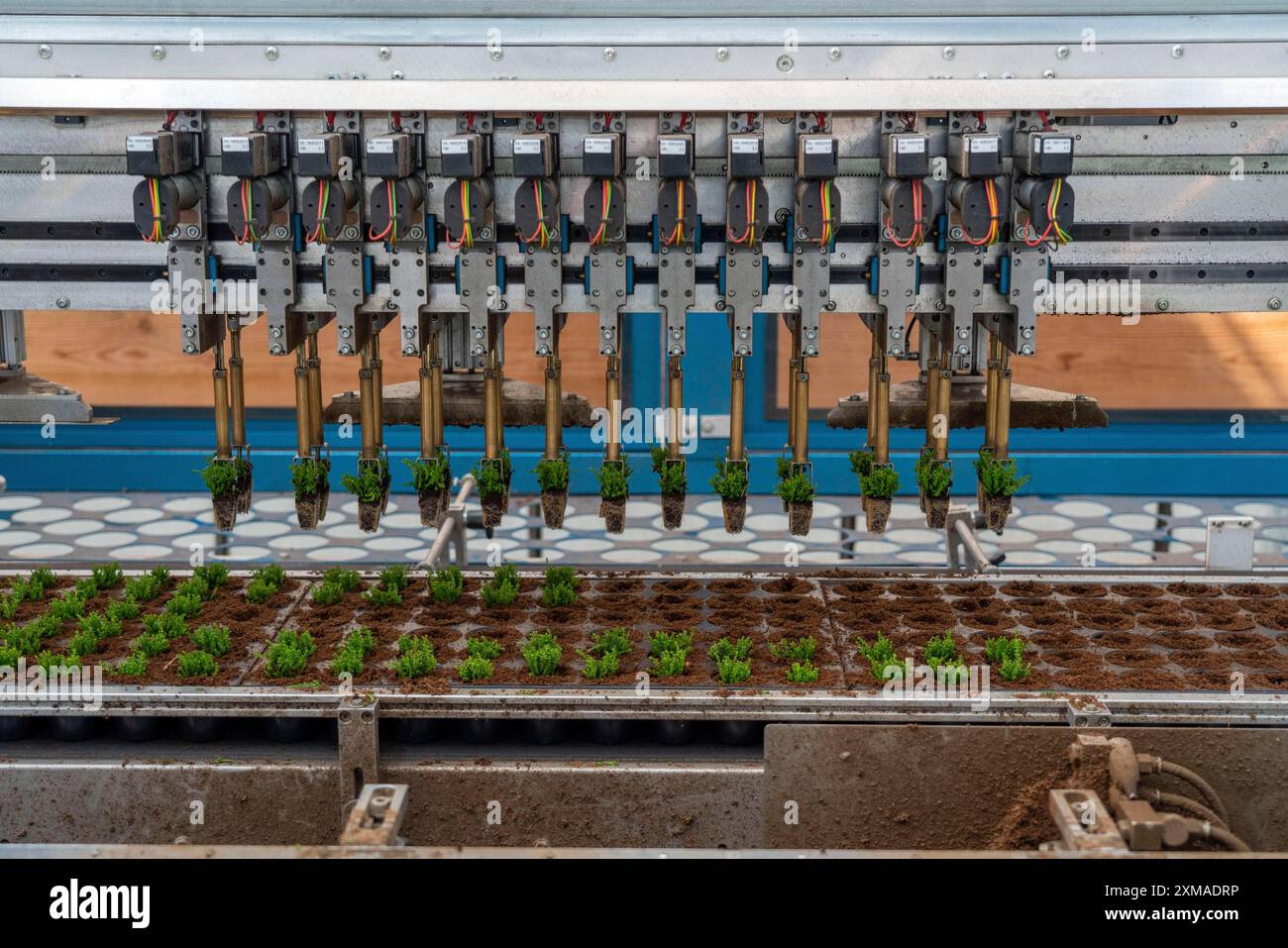 Horticultural business, cuttings, heather, heather plants, Calluna ...