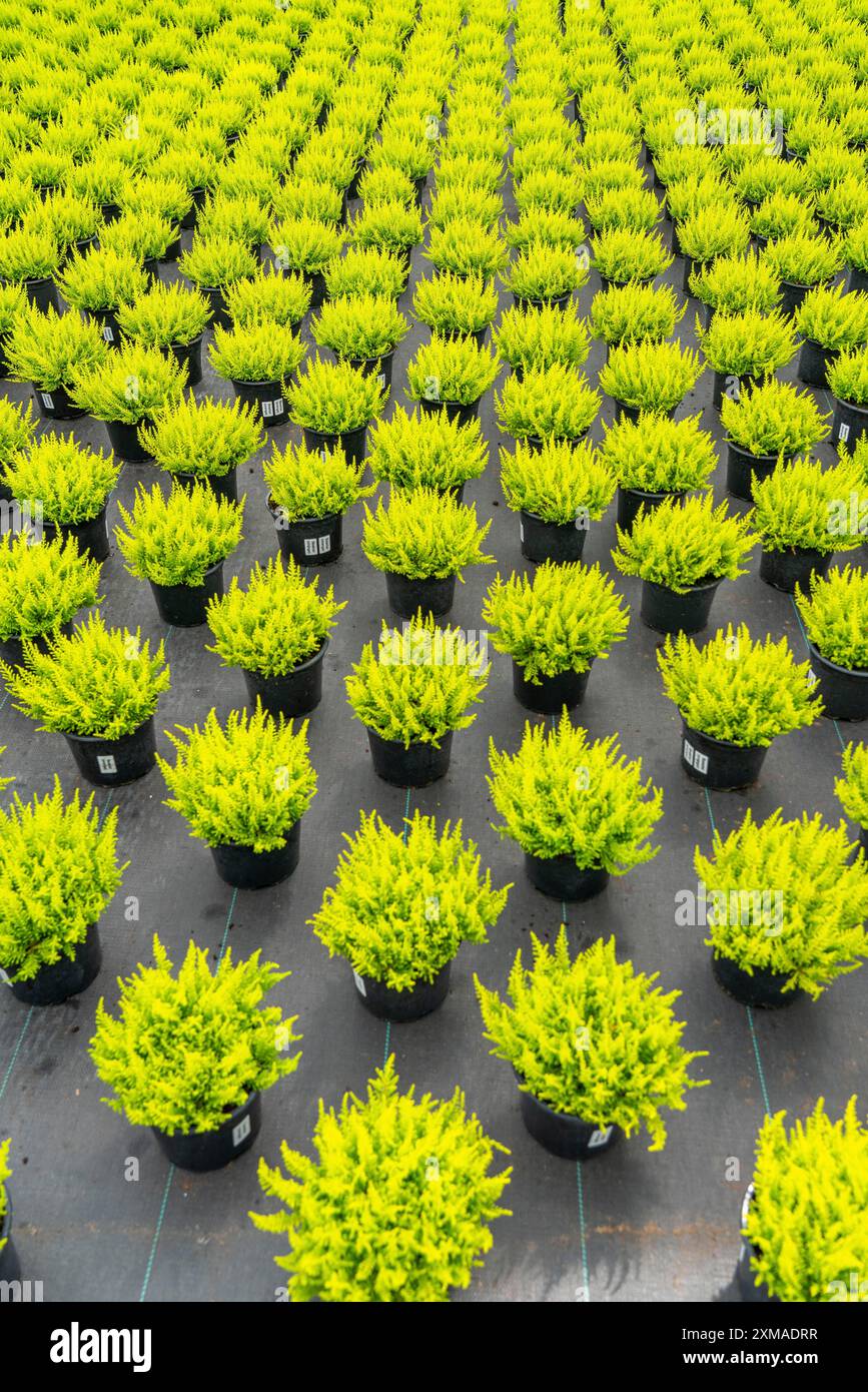 Horticultural nursery, mother plants from which cuttings of heather ...