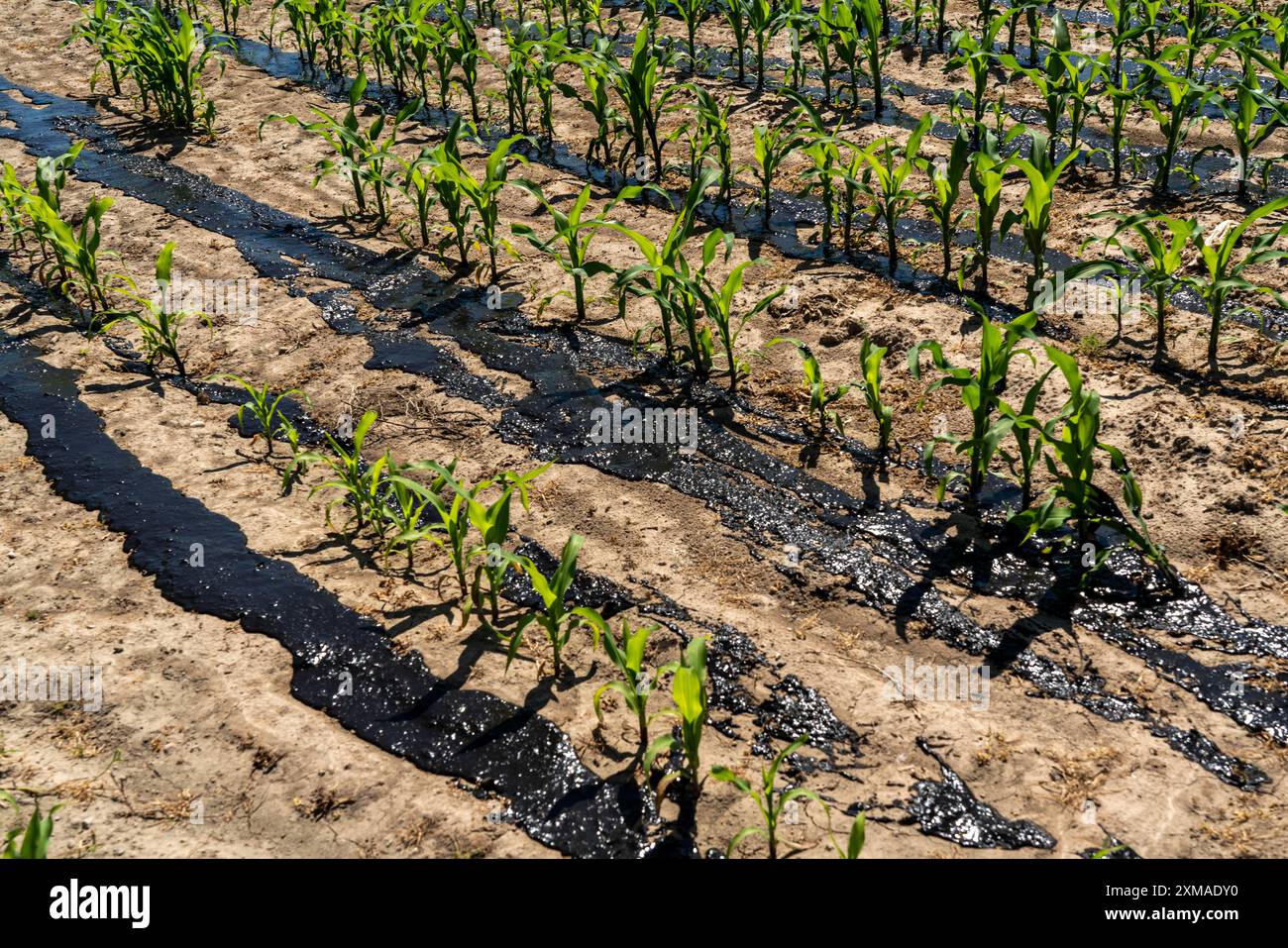 A maize field, with young plants, is fertilised with liquid manure ...
