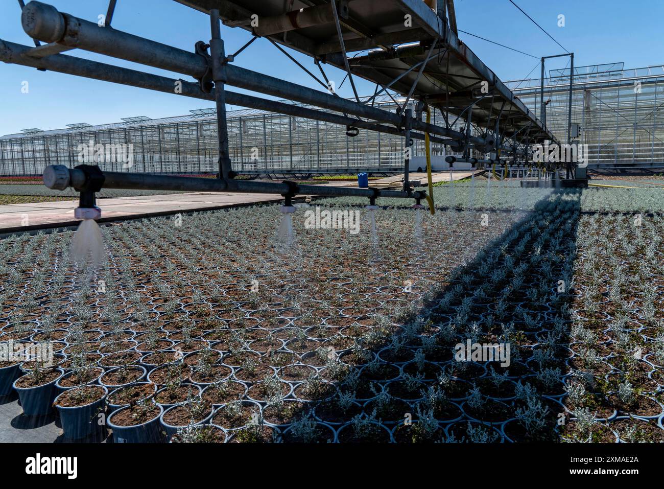 Horticultural business, irrigation with a sprinkler system, mobile on ...
