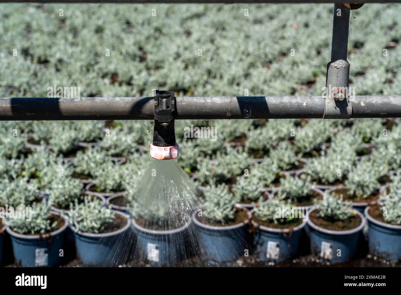 Horticultural business, irrigation with a sprinkler system, mobile on ...