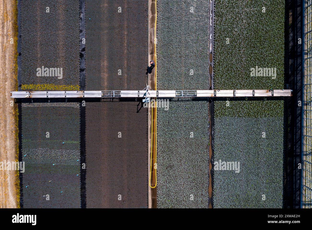 Horticultural business, irrigation with a sprinkler system, mobile on ...