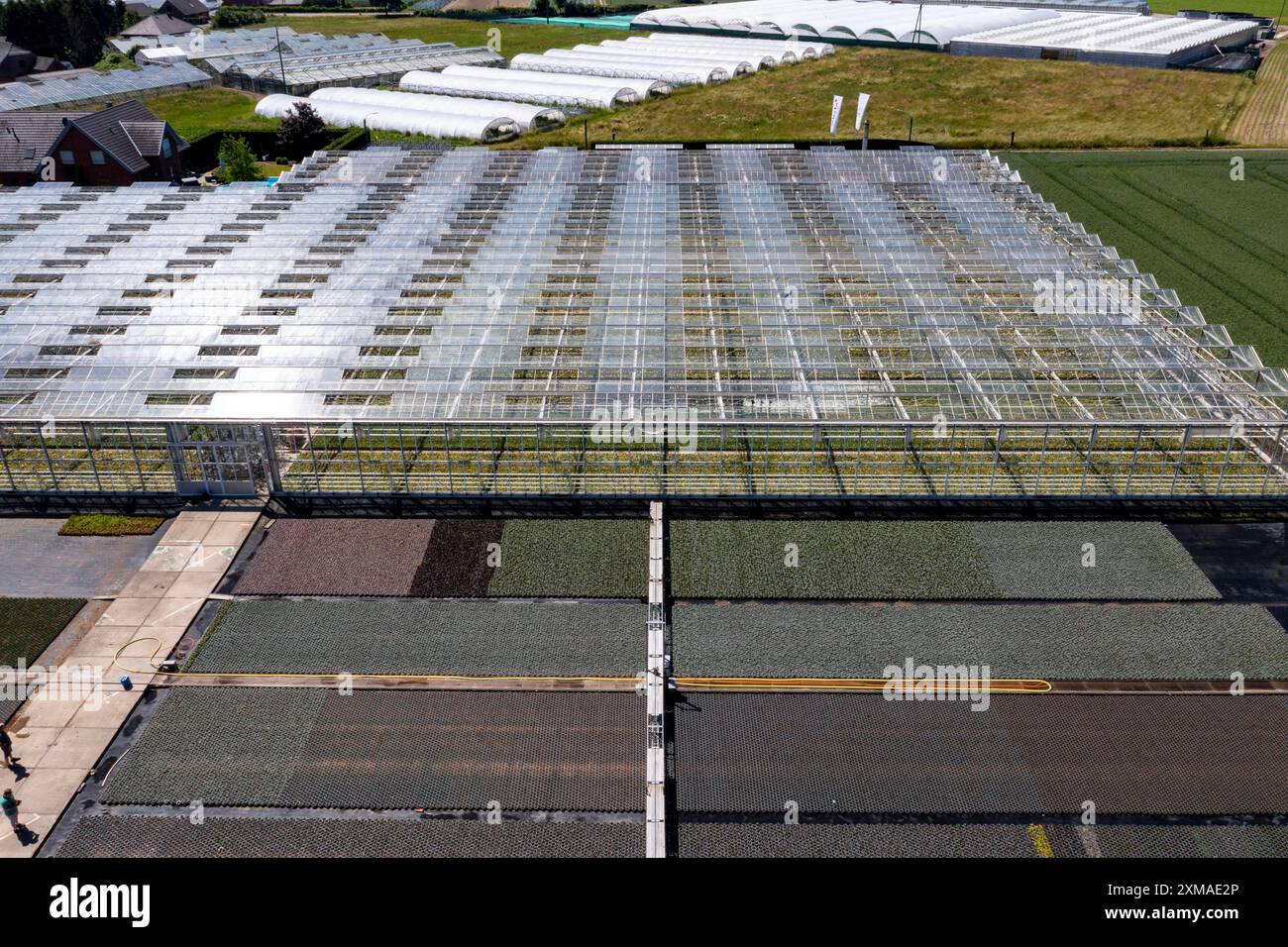 Horticultural business, irrigation with a sprinkler system, mobile on ...