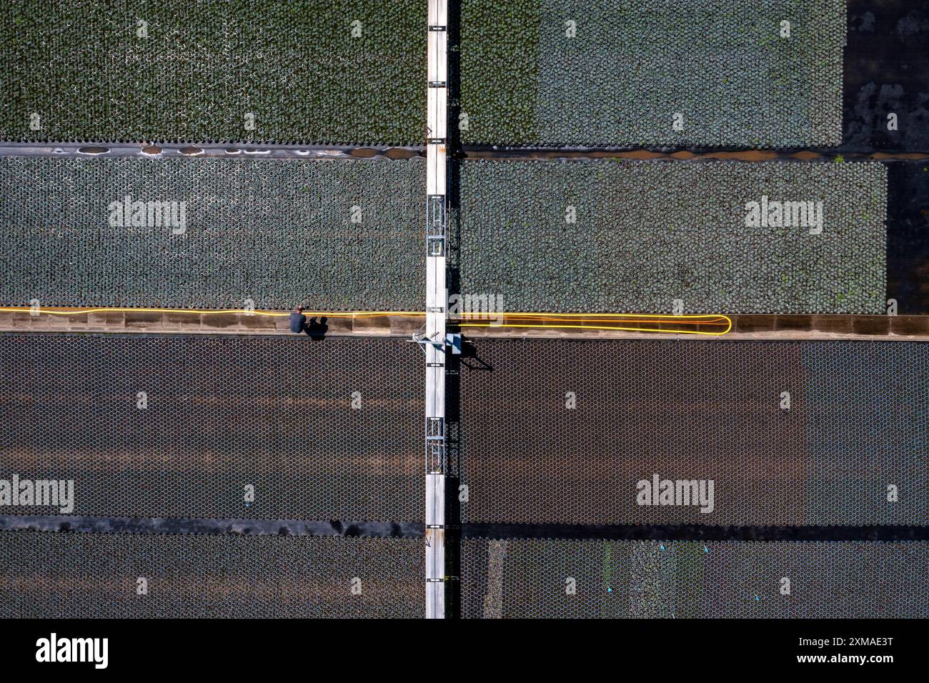 Horticultural business, irrigation with a sprinkler system, mobile on ...