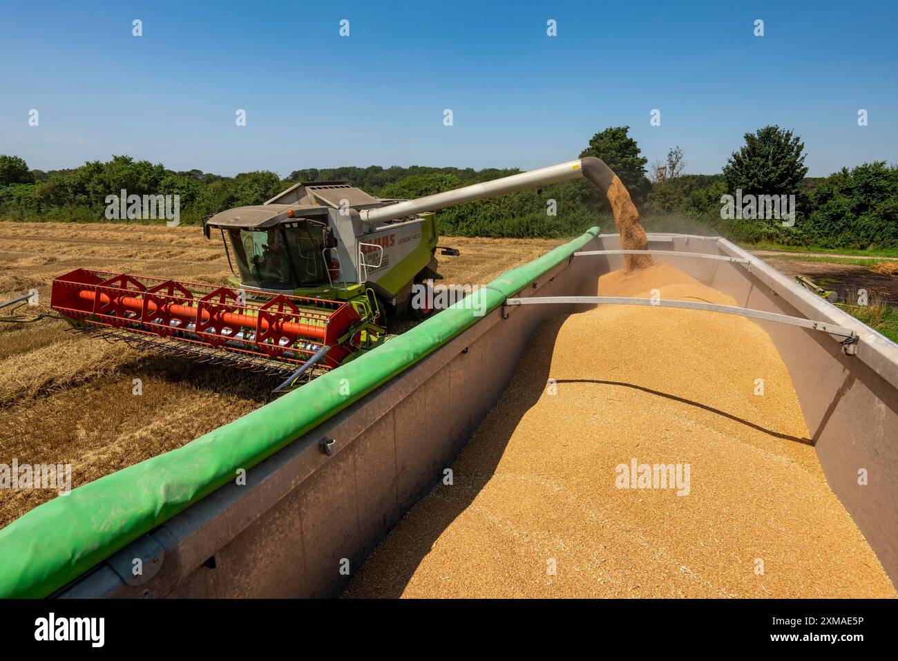 Agriculture, grain harvest, wheat, combine harvester harvesting in a ...