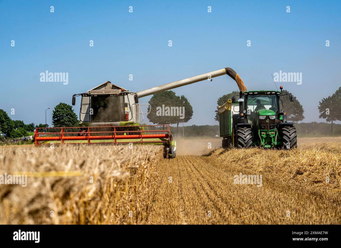 Agriculture, grain harvest, wheat, combine harvester harvesting in a ...
