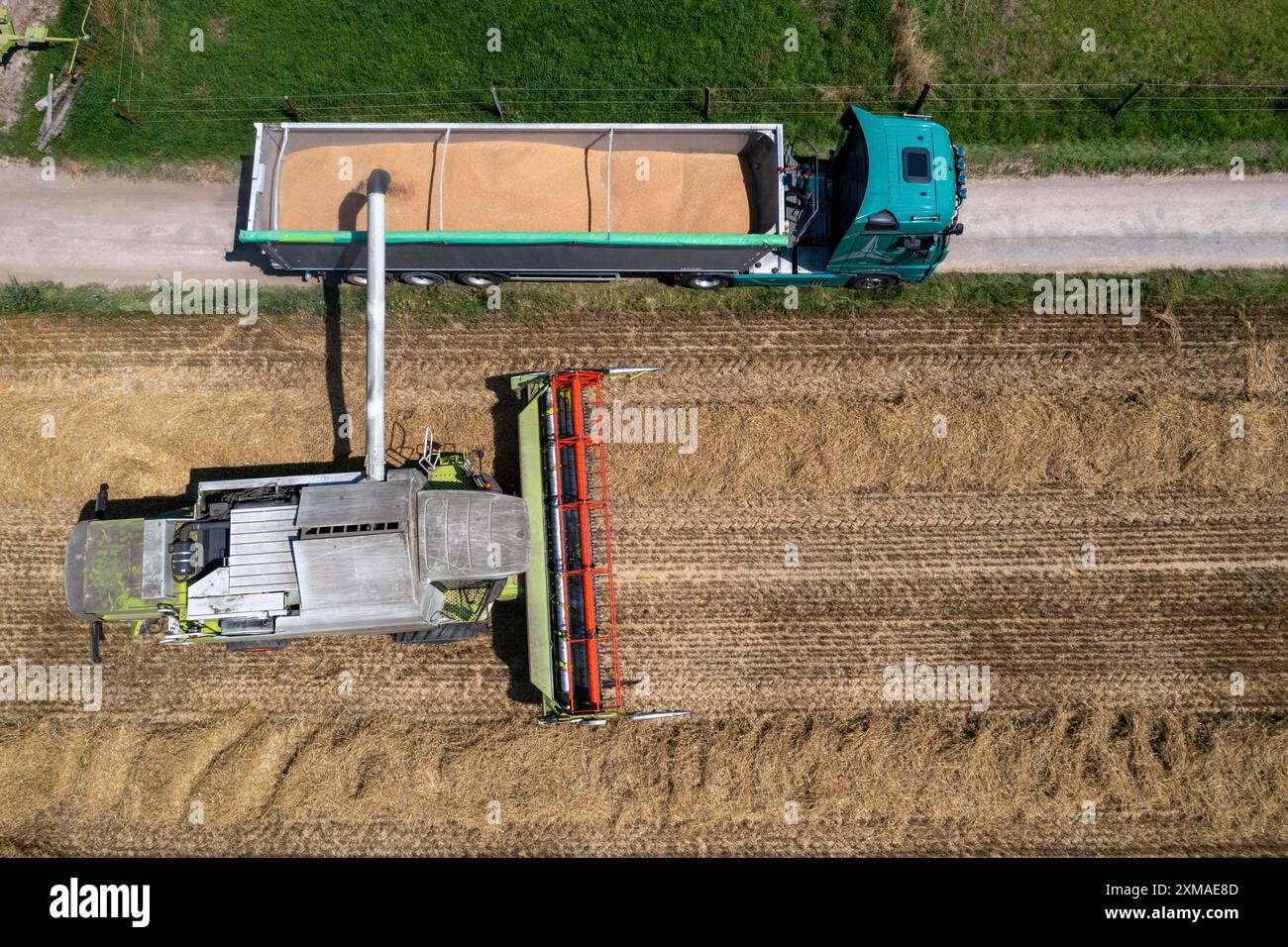 Agriculture, grain harvest, wheat, combine harvester harvesting in a ...