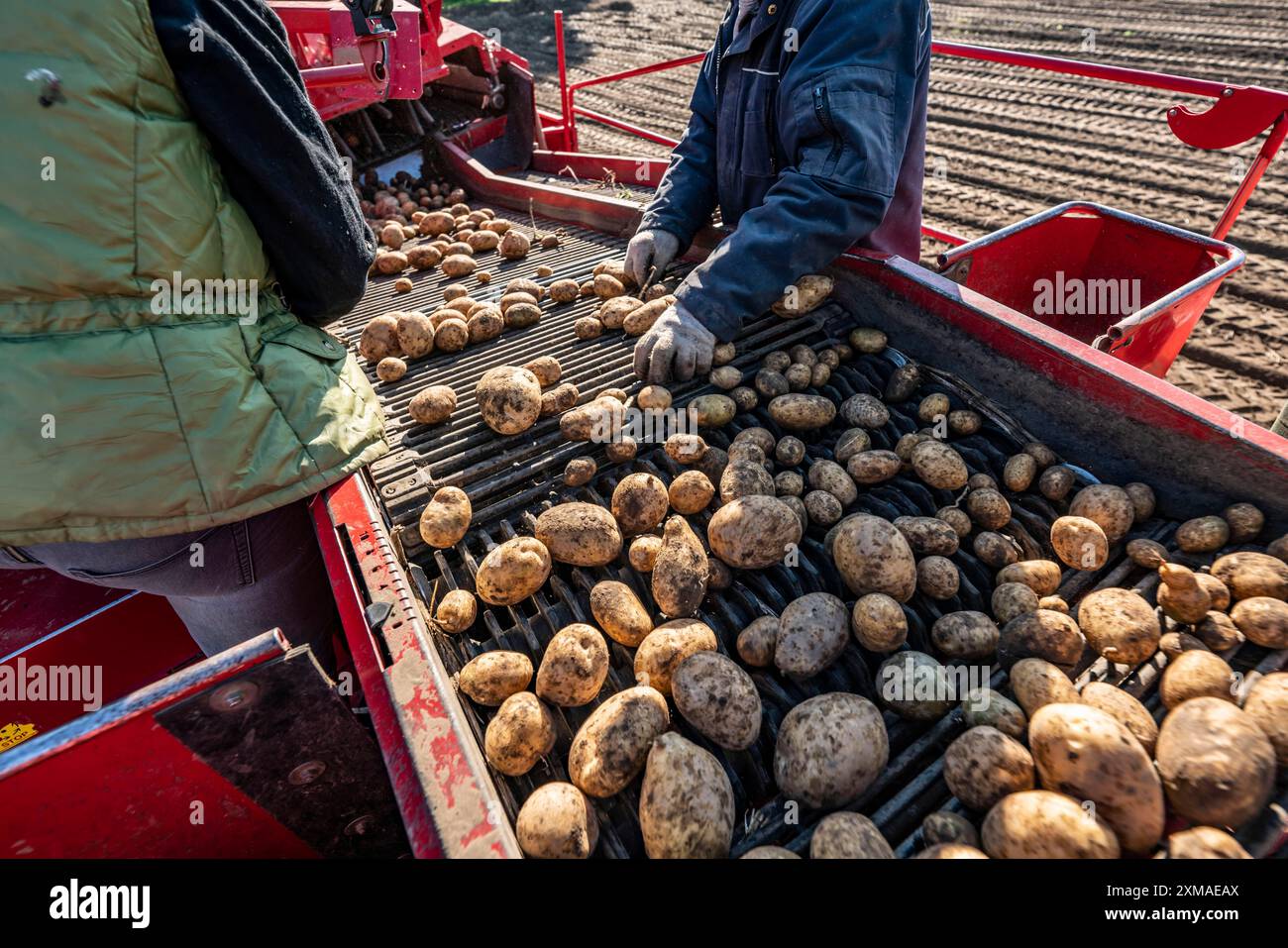 Harvesting procedure hi-res stock photography and images - Alamy