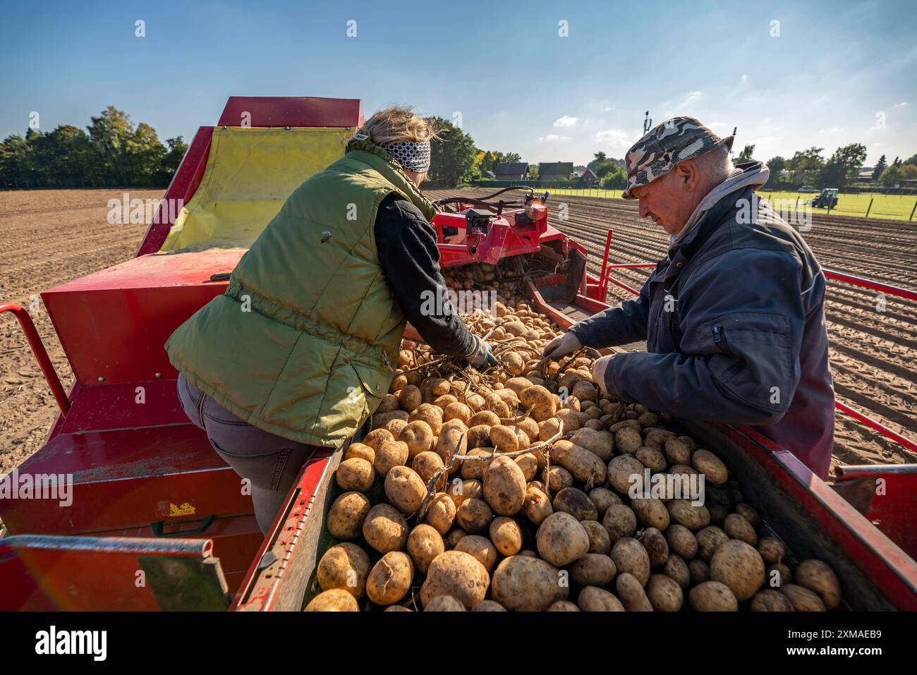 Potato harvesting, so-called split harvesting method, first the tubers ...