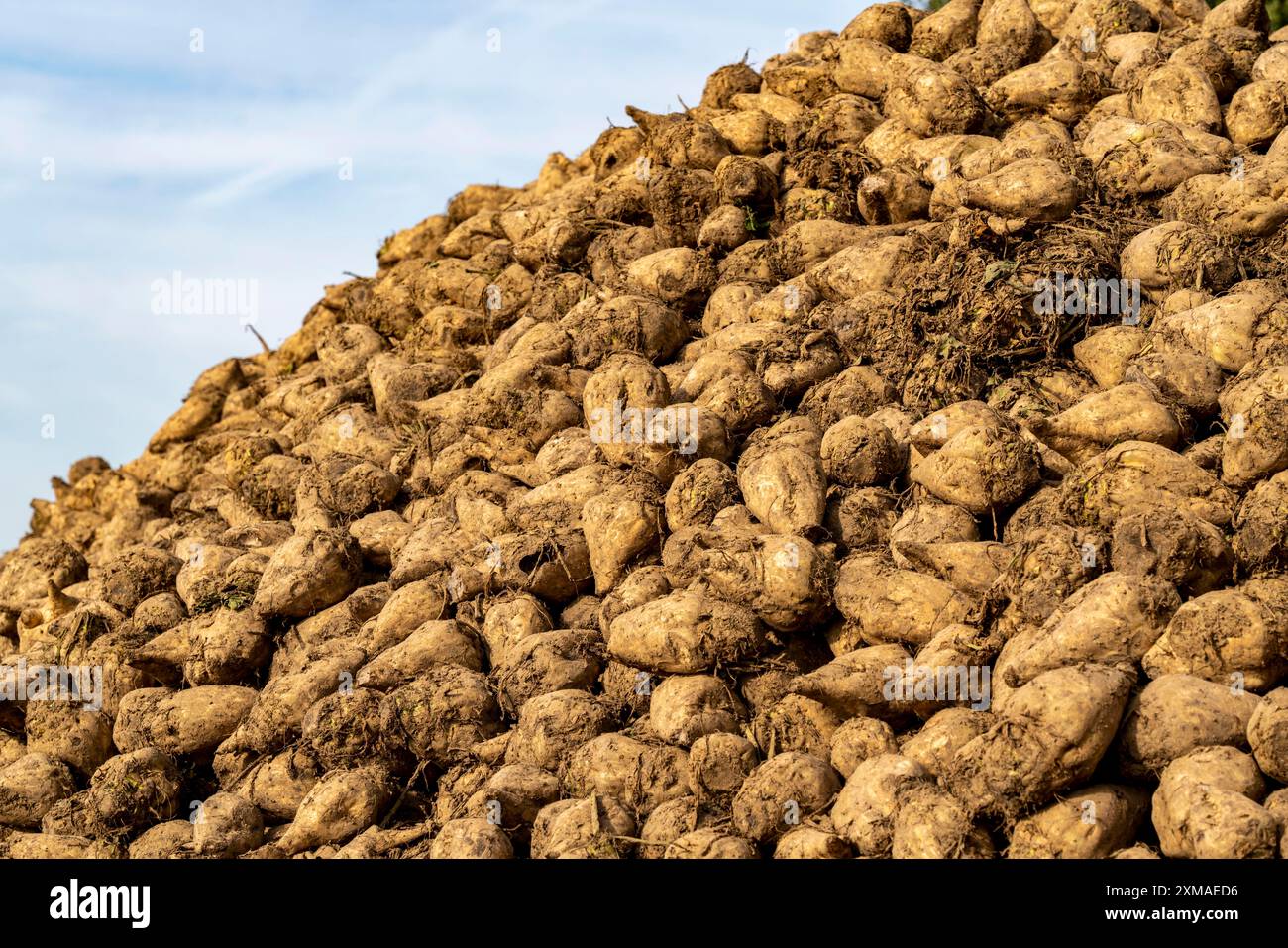 Beet hire hi-res stock photography and images - Alamy