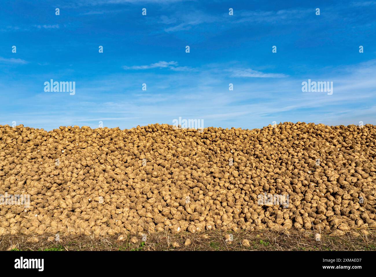 Beet hire hi-res stock photography and images - Alamy