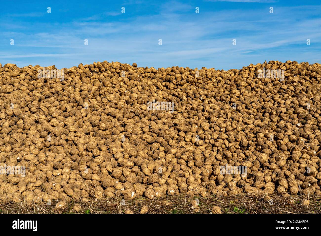 Beet hire hi-res stock photography and images - Alamy