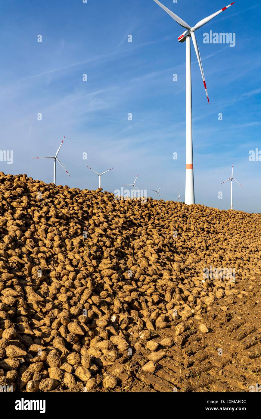 Beet hire hi-res stock photography and images - Alamy