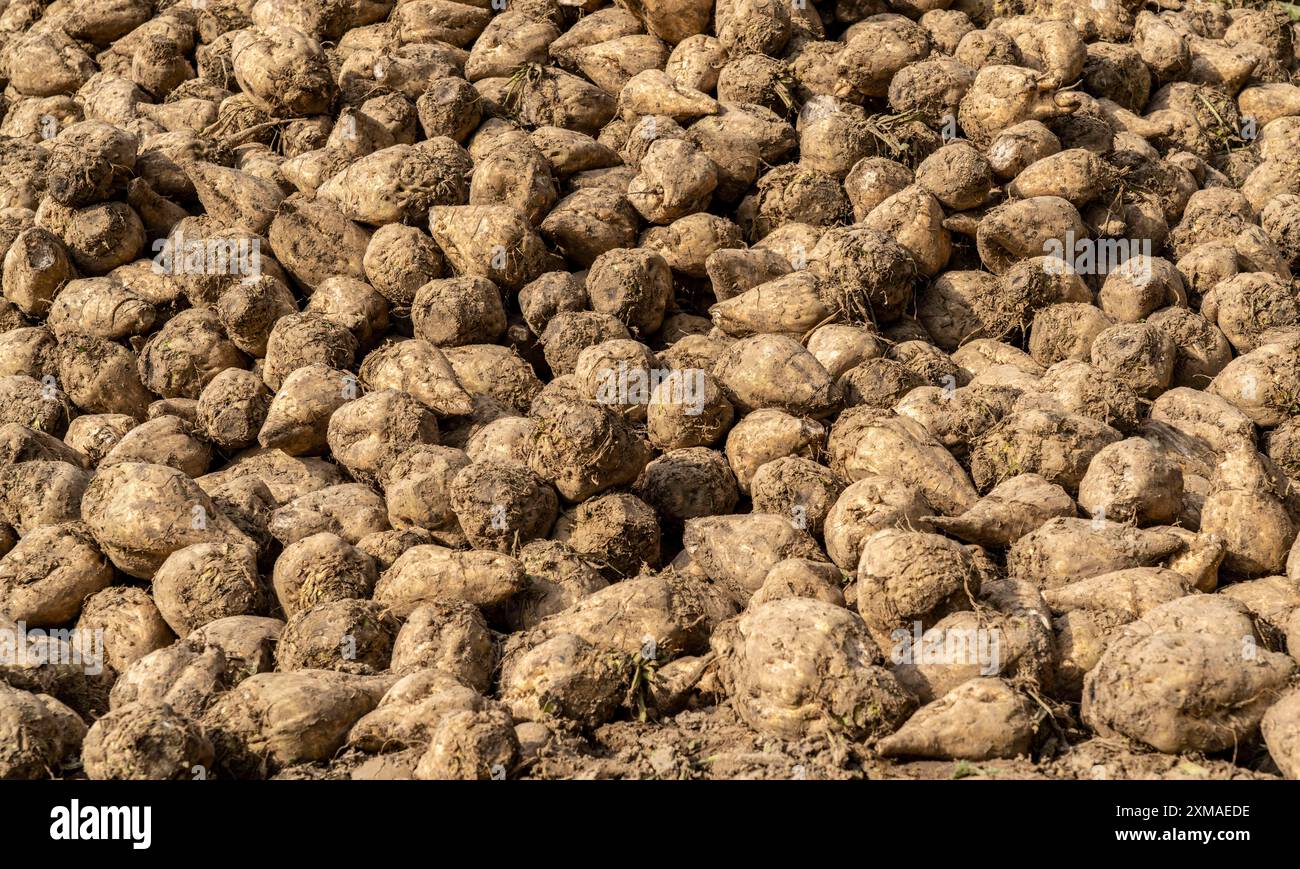 Beet hire hi-res stock photography and images - Alamy