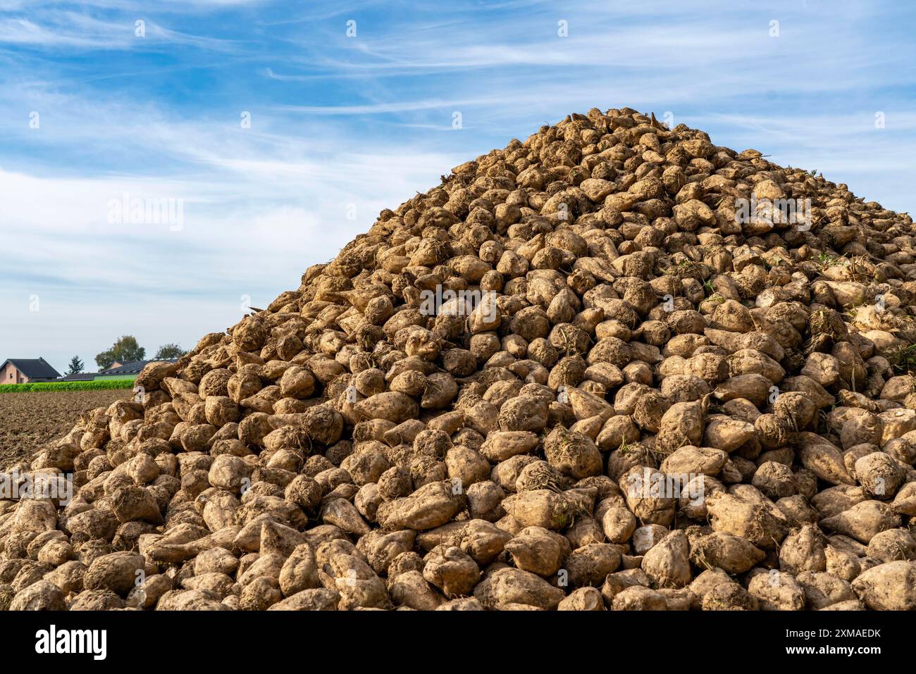 Sugar beet removal hi-res stock photography and images - Alamy