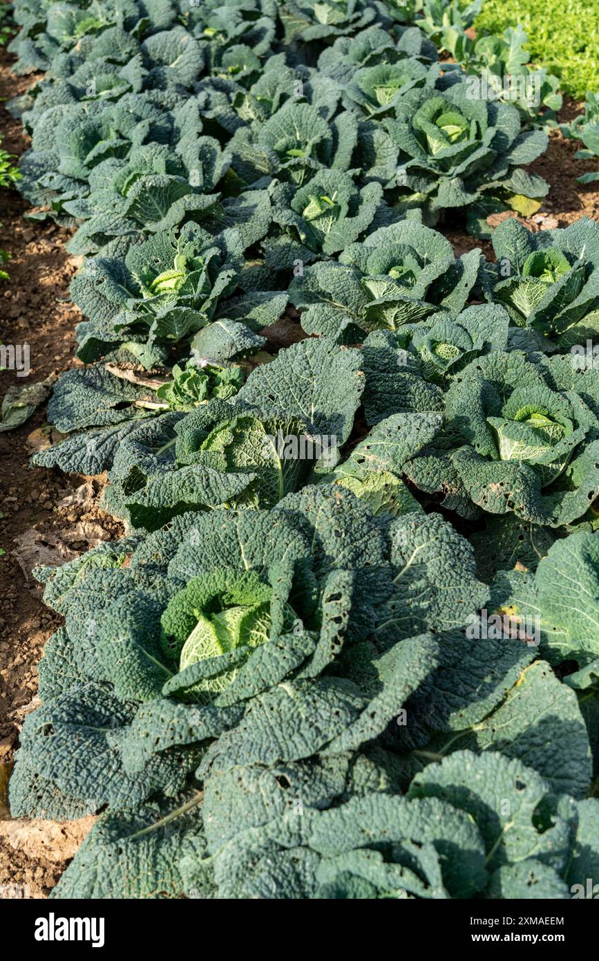 Agriculture, Savoy cabbage heads growing in a field Stock Photo - Alamy
