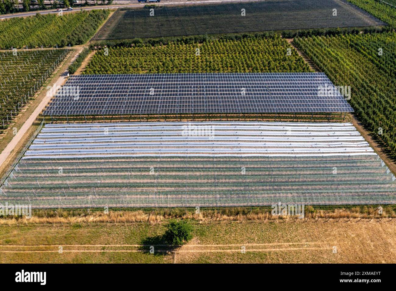 Agri-photovoltaic test plant, an apple orchard with two different ...