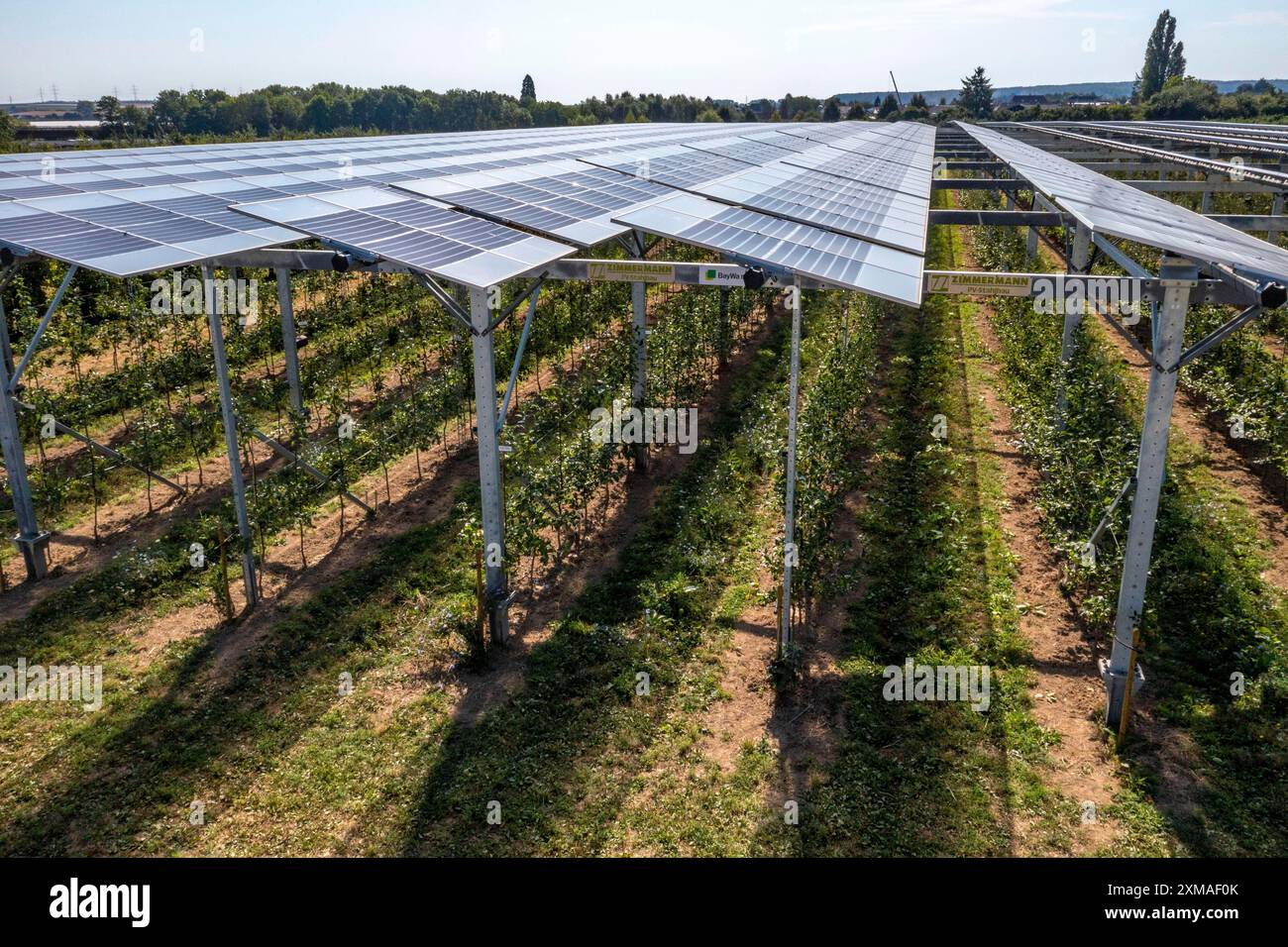Agri-photovoltaic test plant, an apple orchard with two different ...