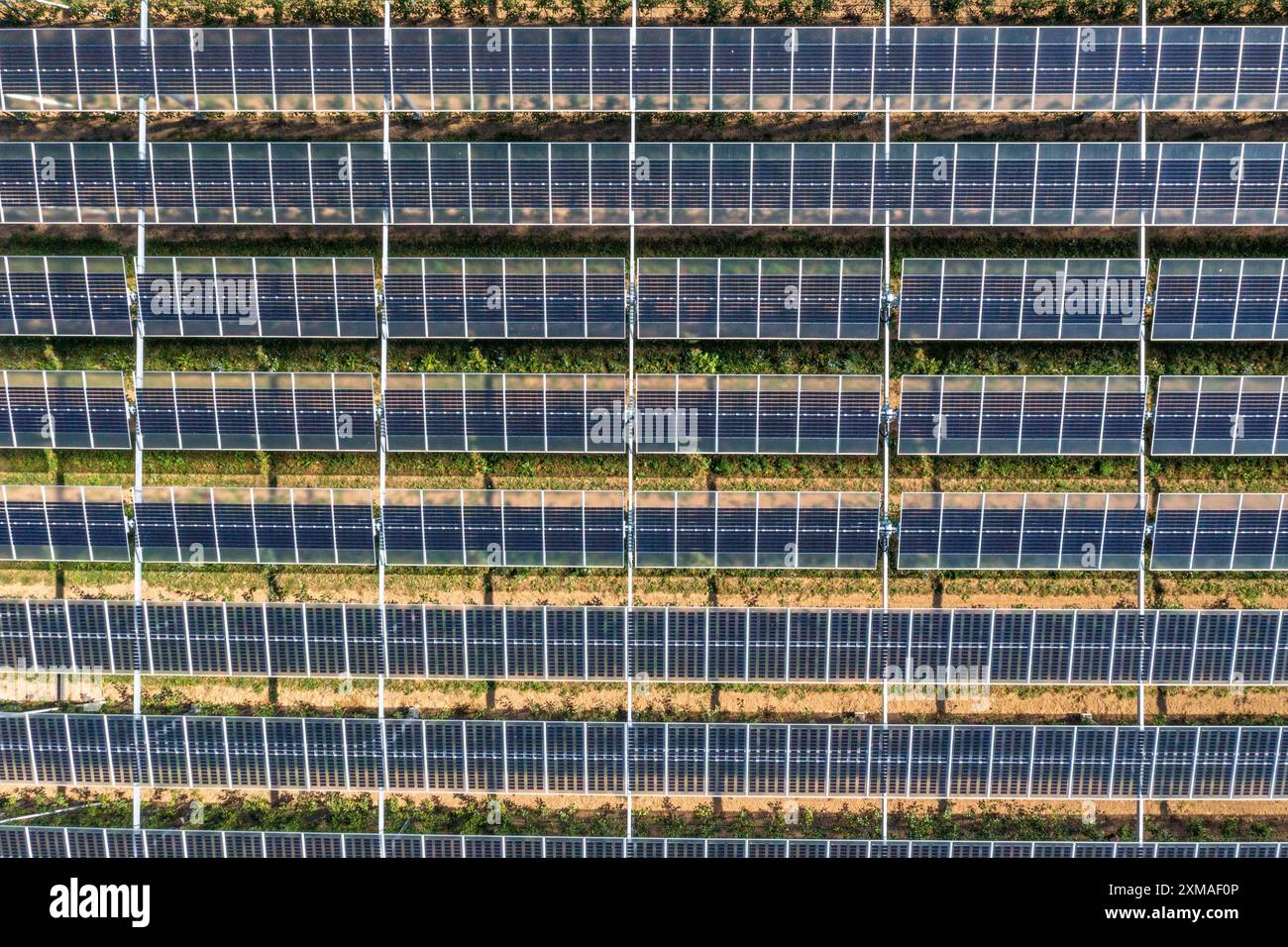 Agri-photovoltaic test plant, an apple orchard with two different ...