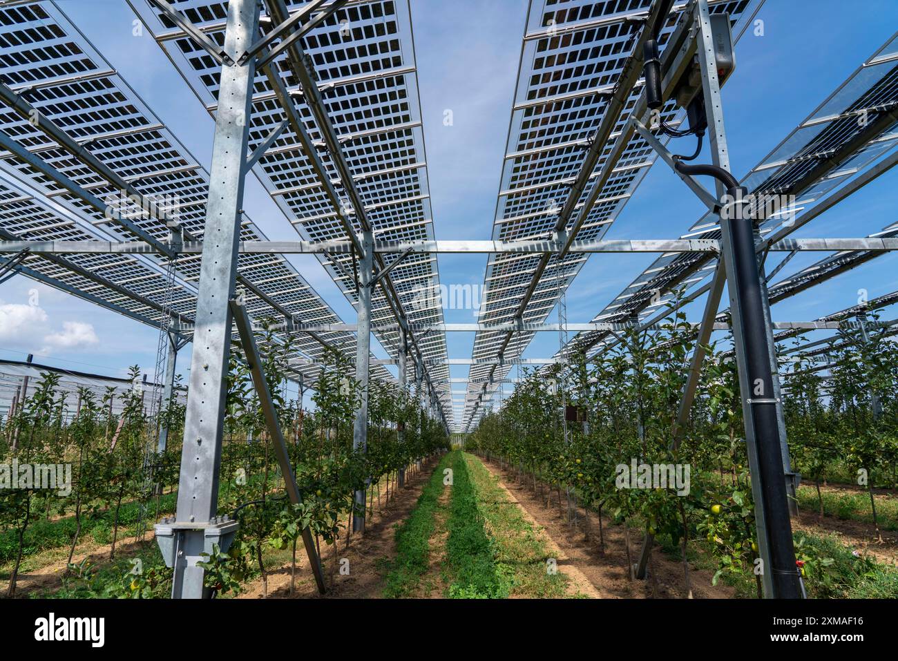 Agri-photovoltaic test plant, an apple orchard with two different ...